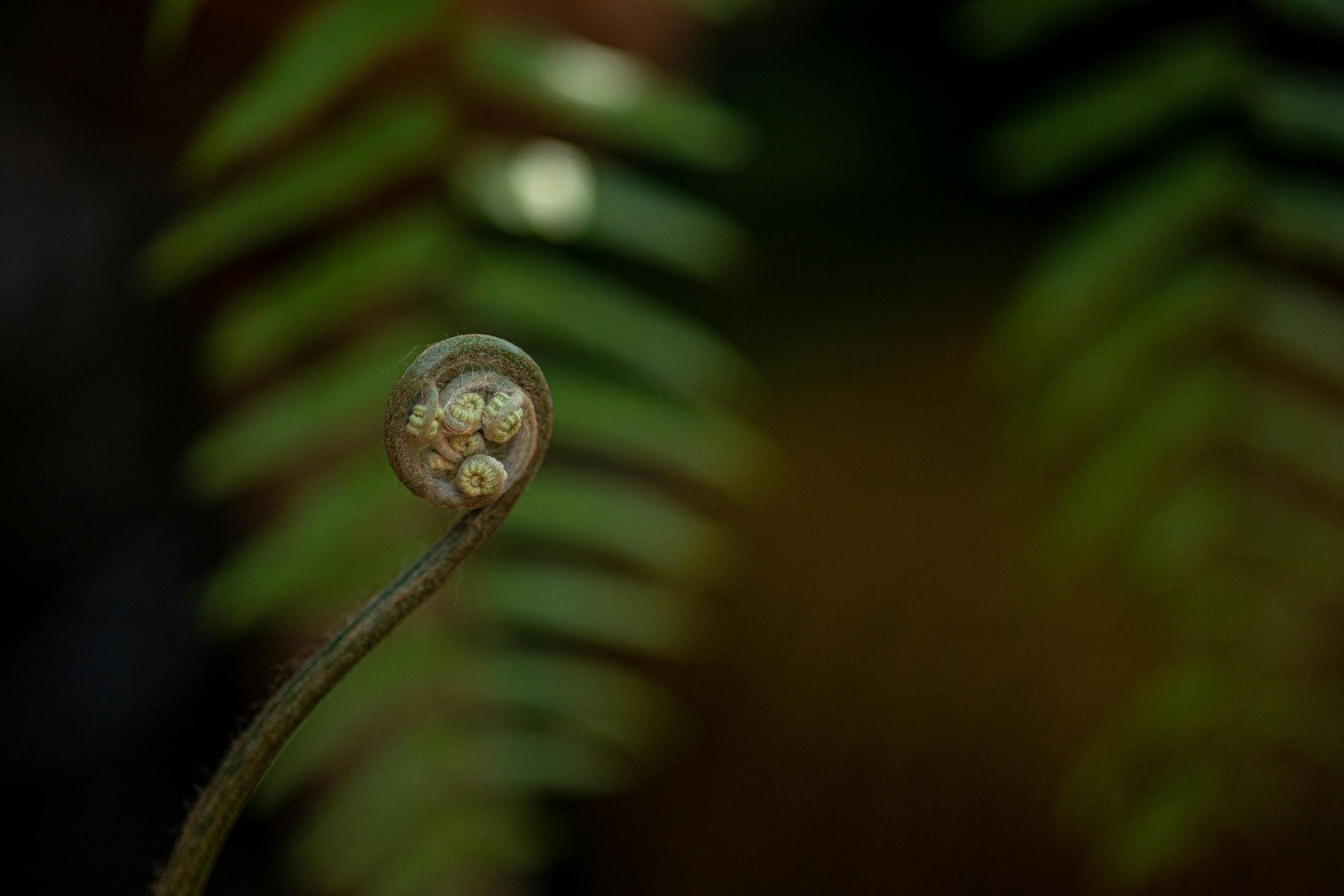 Celebrating and Protecting New Zealand’s Native Plants: An In-Depth ...